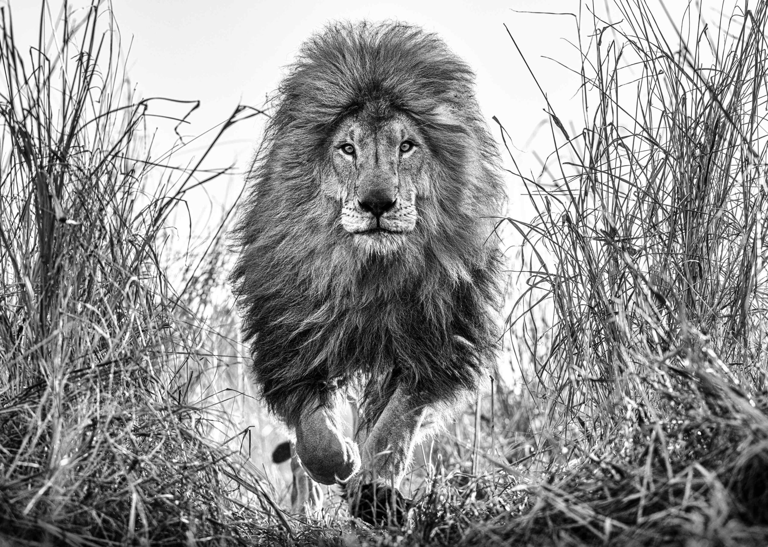 David Yarrow: Fully Engaged - CAMERA WORK