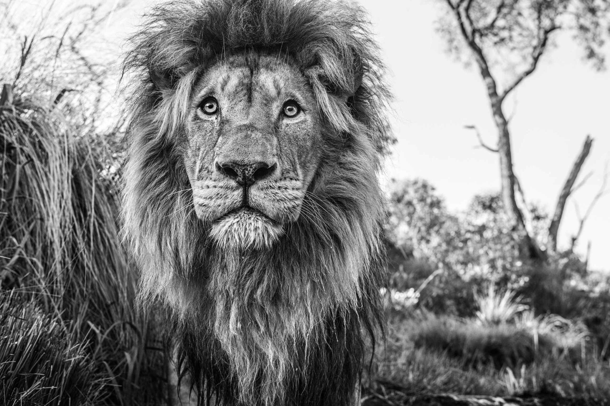David Yarrow: Kingdom - CAMERA WORK
