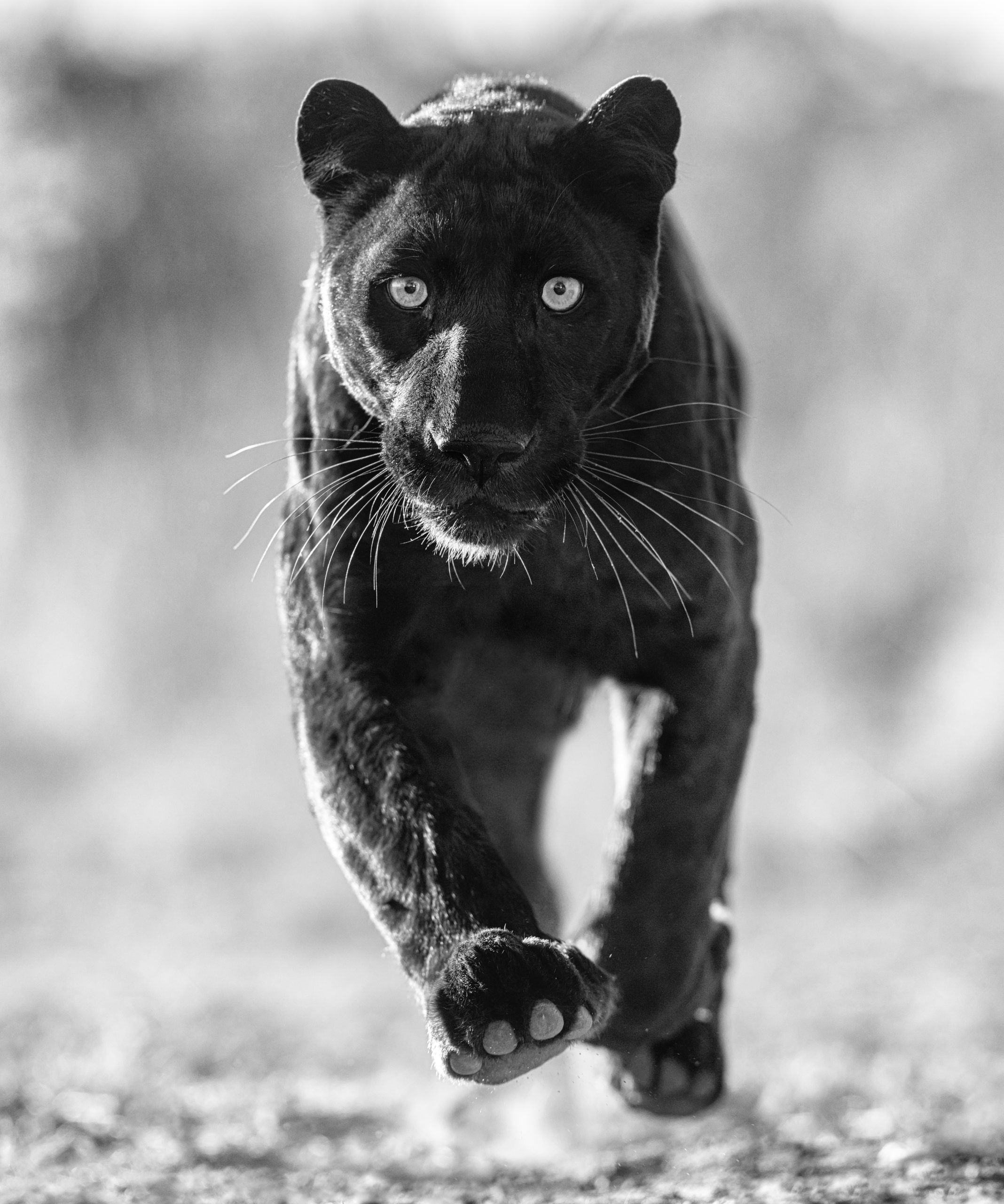 David Yarrow: Sex Panther - CAMERA WORK
