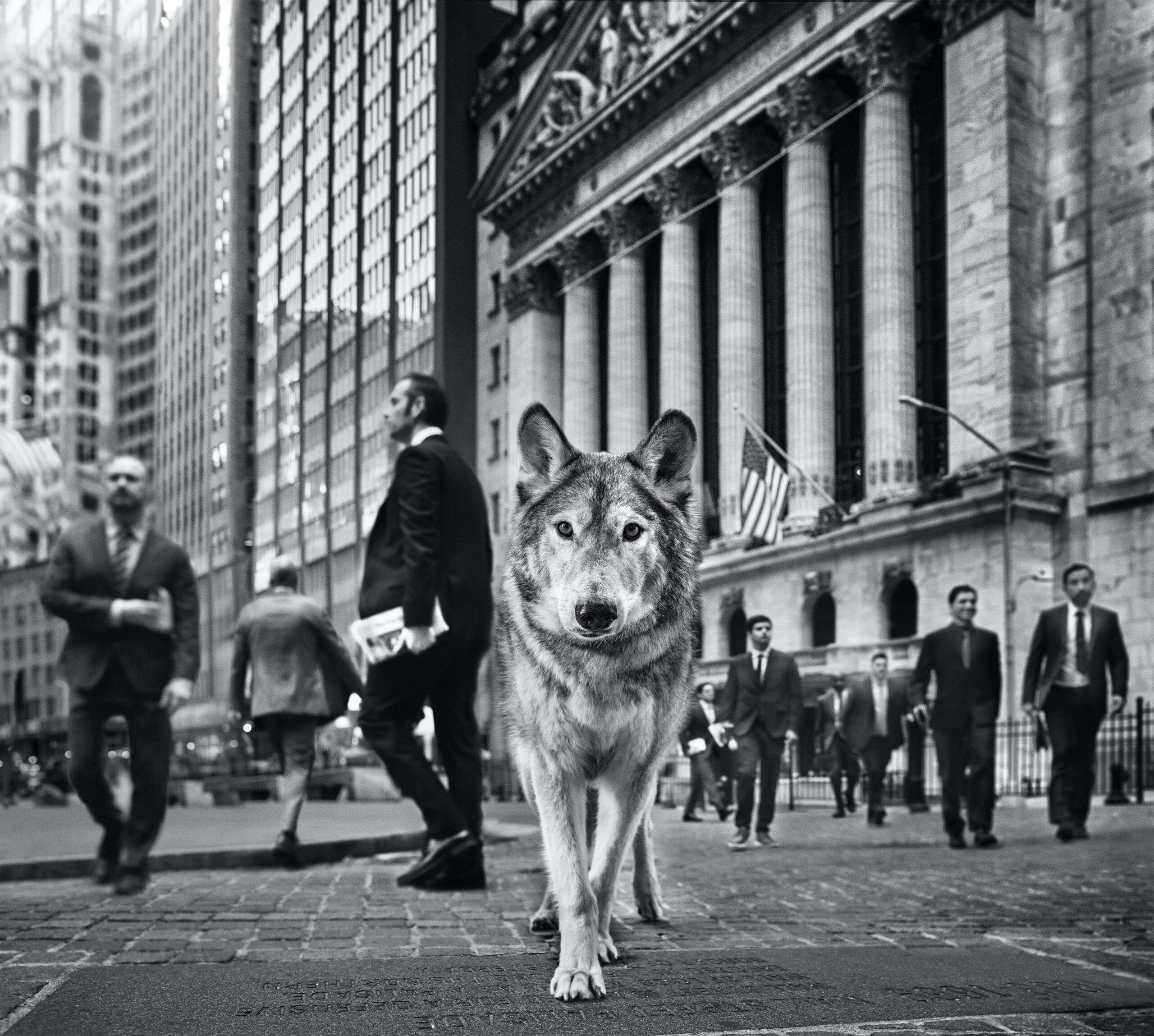 David Yarrow - CAMERA WORK