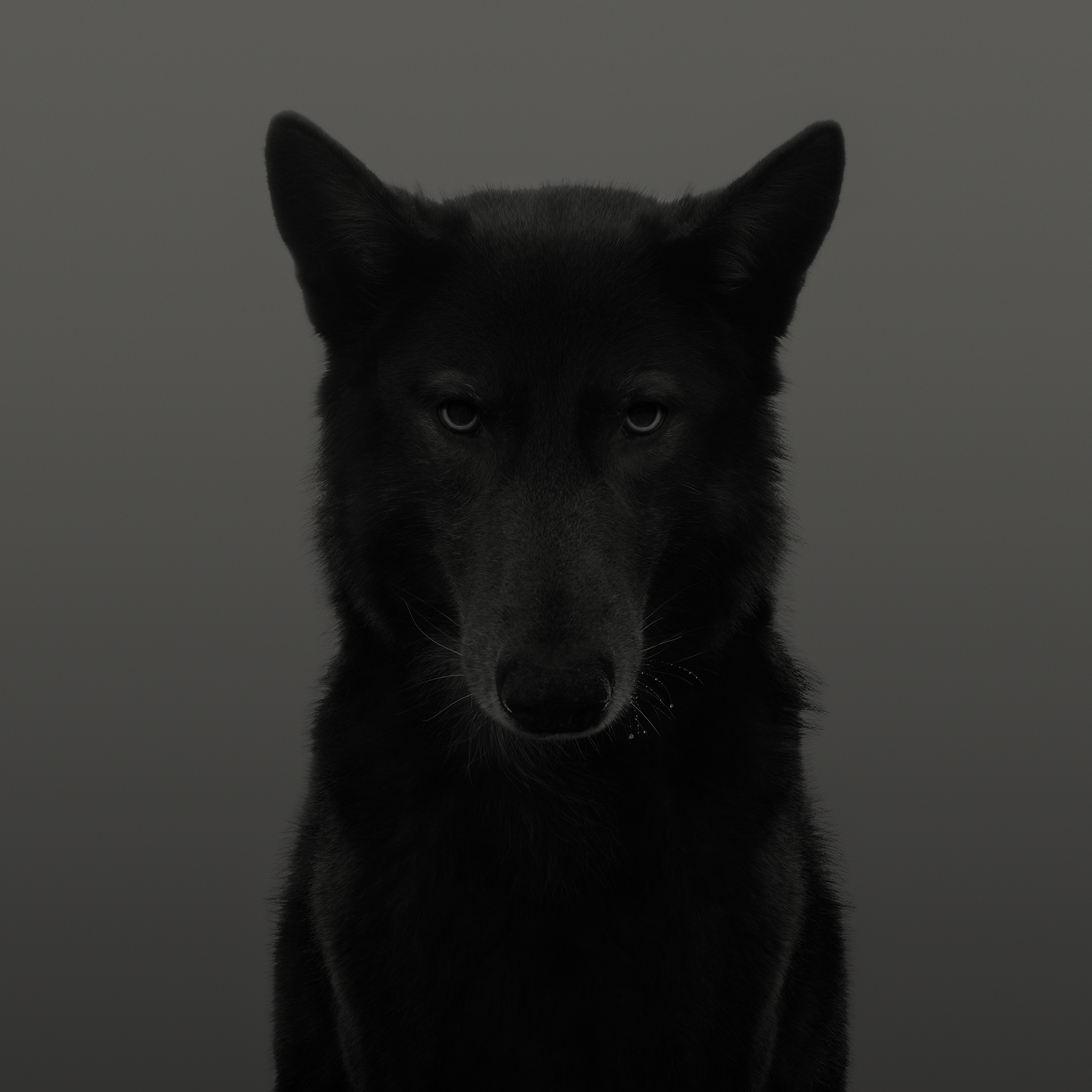 Dean West: Black Wolf - CAMERA WORK